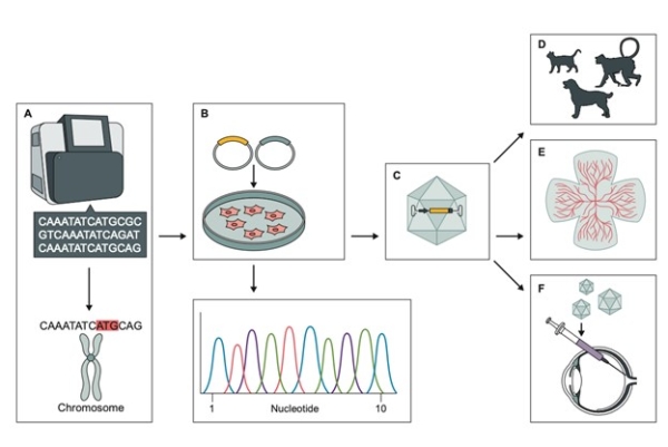 Precision Genome Editing | UCI Center for Translational Vision Research Precision Genome Editing | UCI Center for Translational Vision Research